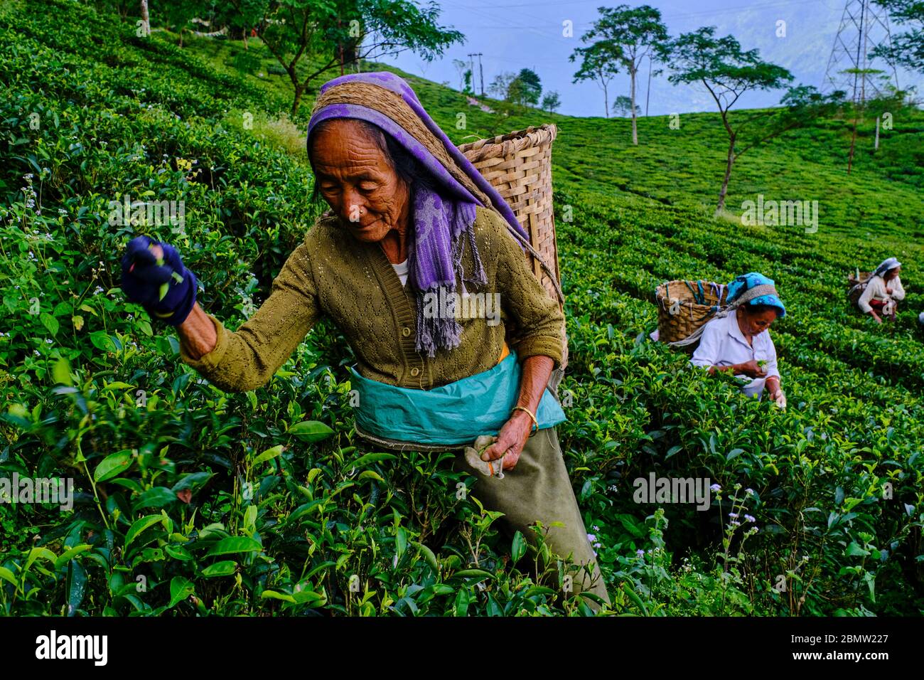 India, West Bengal, Darjeeling, Castleton tea estate, tea picker ...