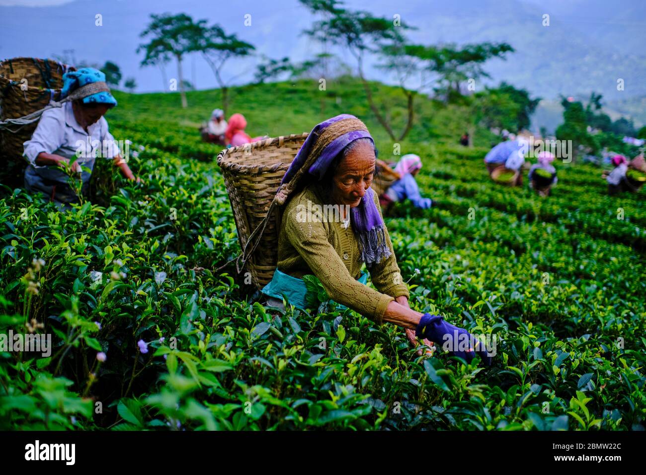 India, West Bengal, Darjeeling, Castleton tea estate, tea picker ...