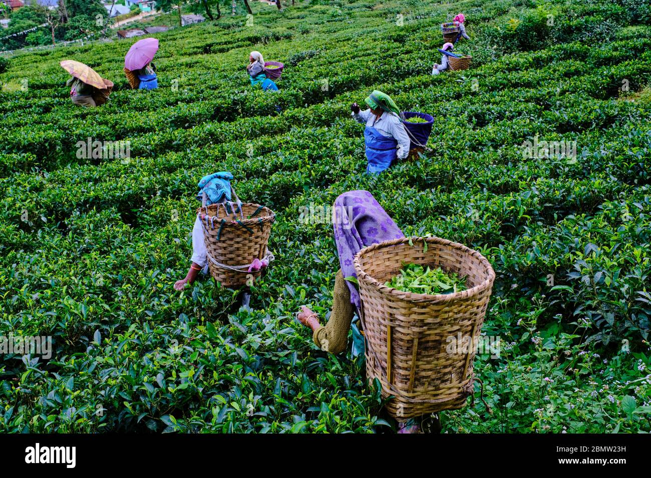 India, West Bengal, Darjeeling, Castleton tea estate, tea picker ...