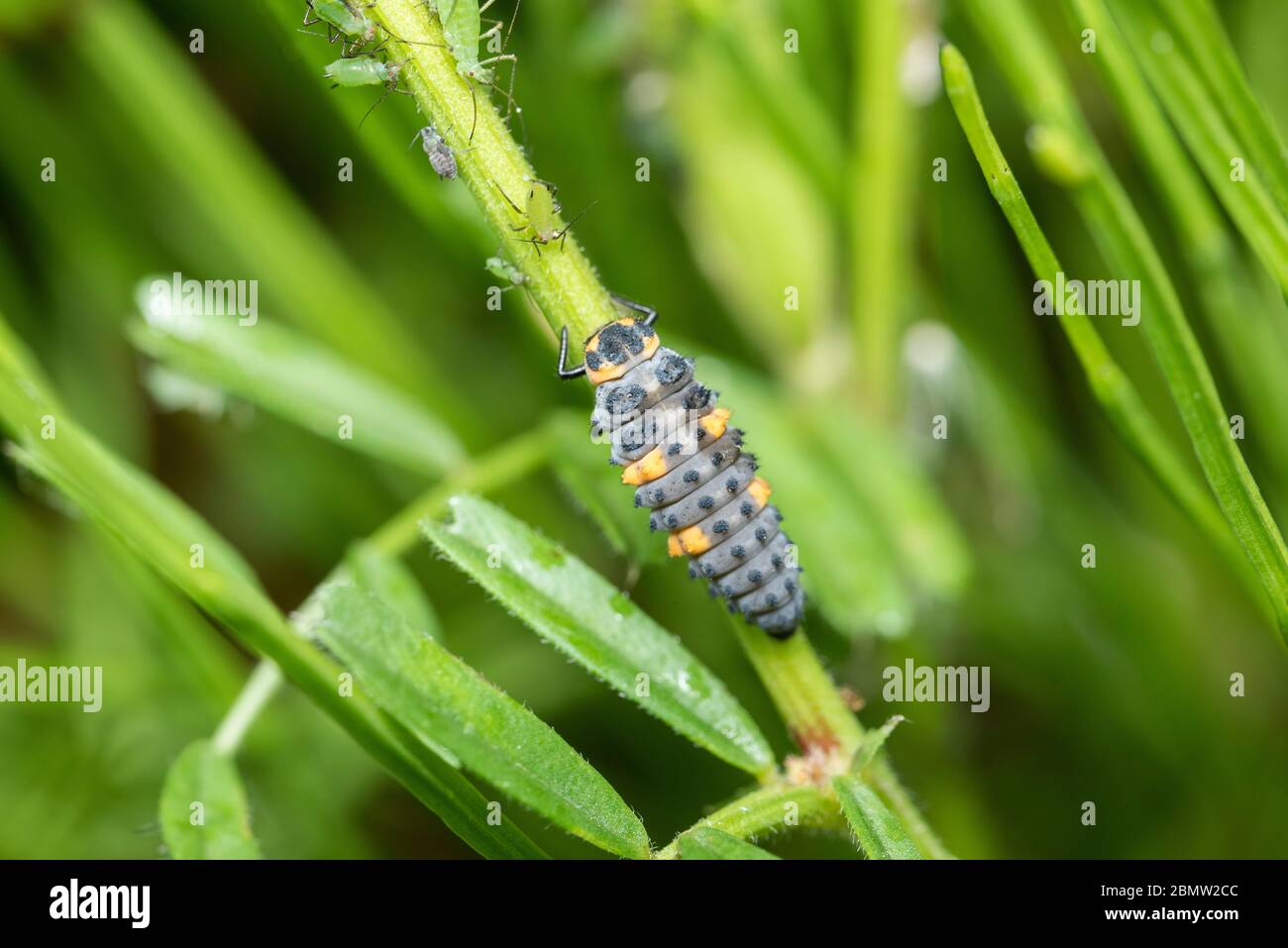 Larva of Seven-spotted ladybug (Coccinella septempunctata), Isehara ...