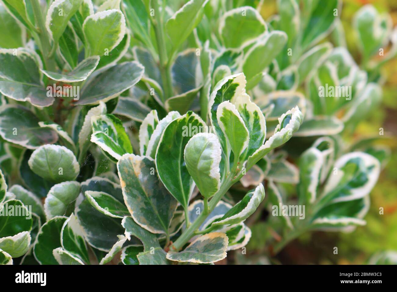 Euonymus Japonicus (Box-Leaf Euonymus, Dwarf Japanese, 49% OFF