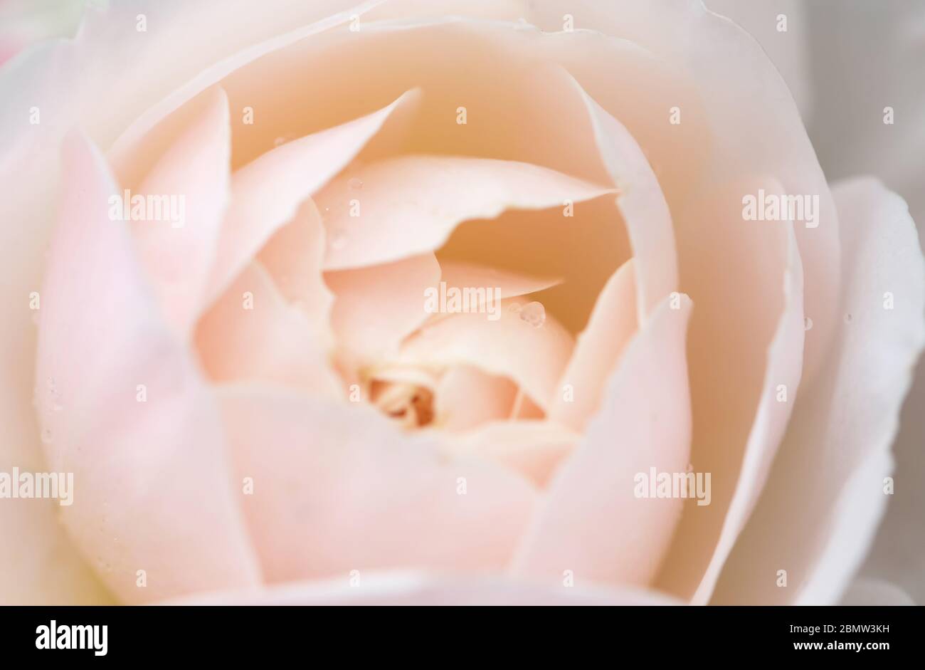 Romantic background, delicate cream pink roses flowers close-up Stock ...