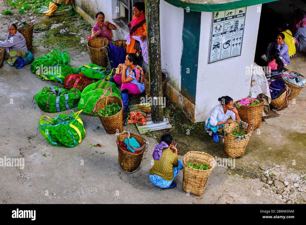 India, West Bengal, Darjeeling, Castleton tea estate Stock Photo - Alamy