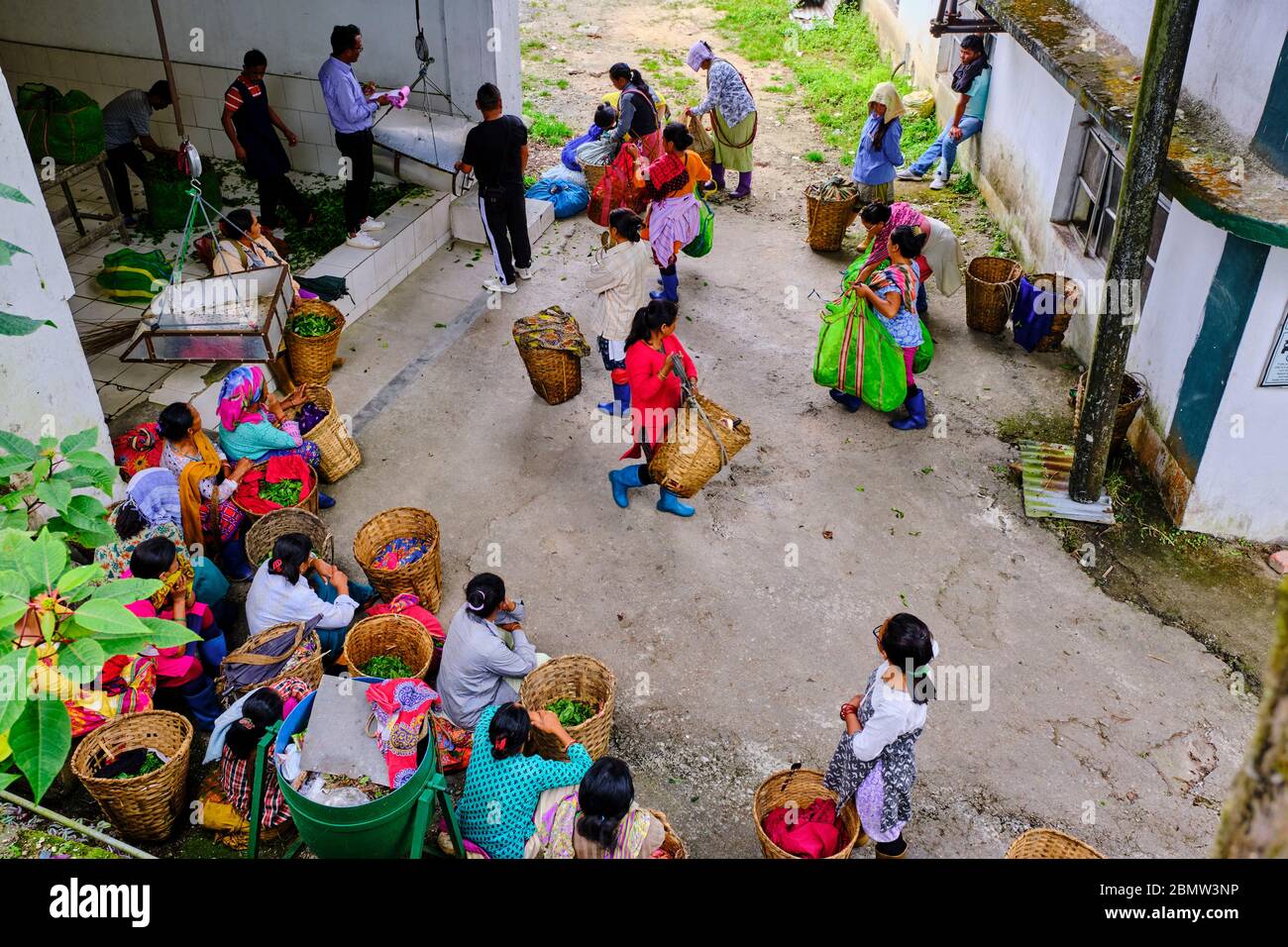 India, West Bengal, Darjeeling, Castleton tea estate Stock Photo - Alamy
