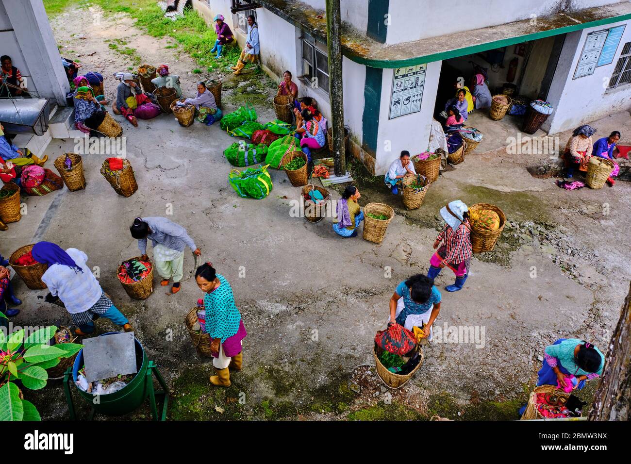 India, West Bengal, Darjeeling, Castleton tea estate Stock Photo - Alamy