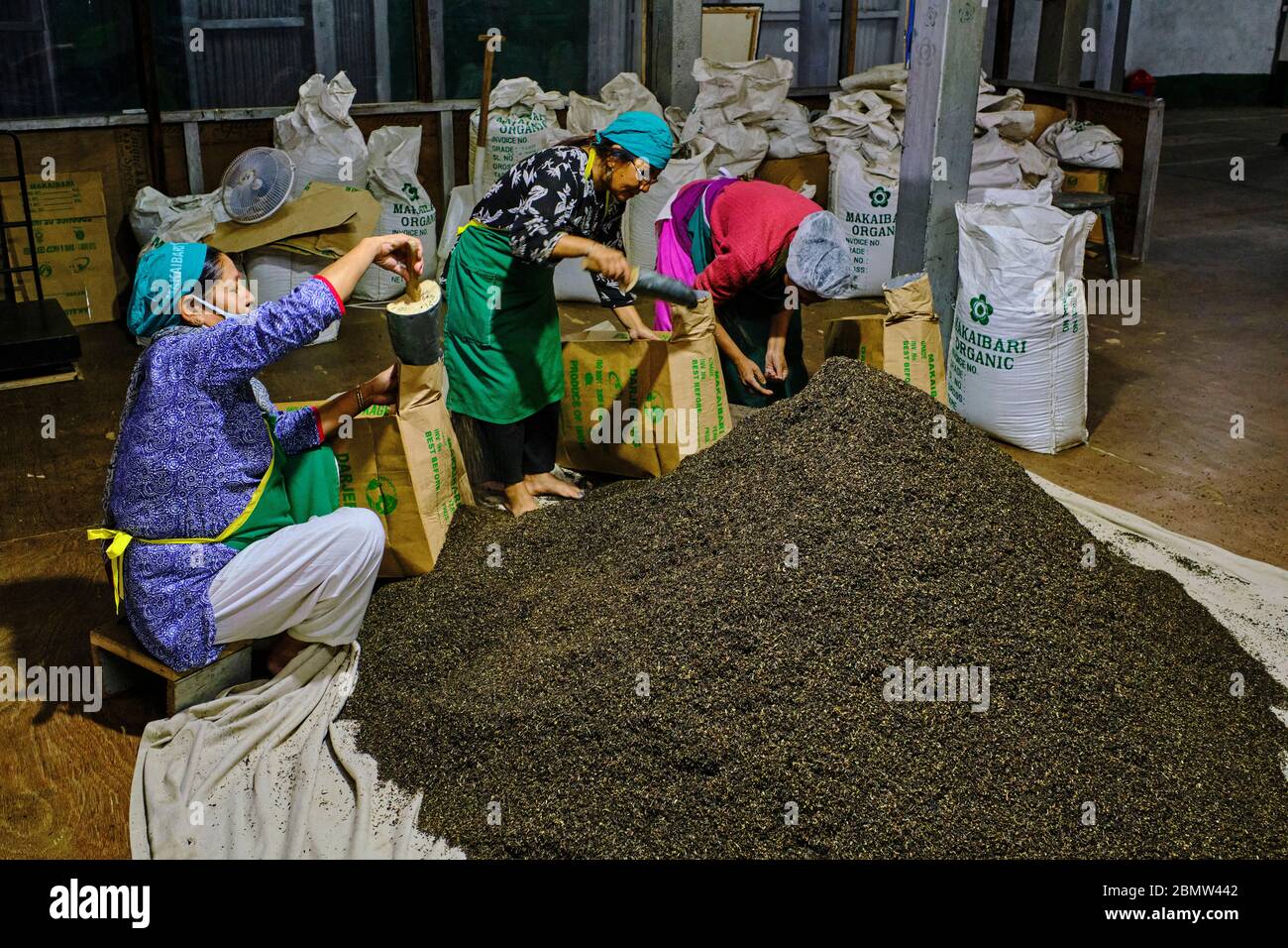 Makaibari india hi-res stock photography and images - Alamy