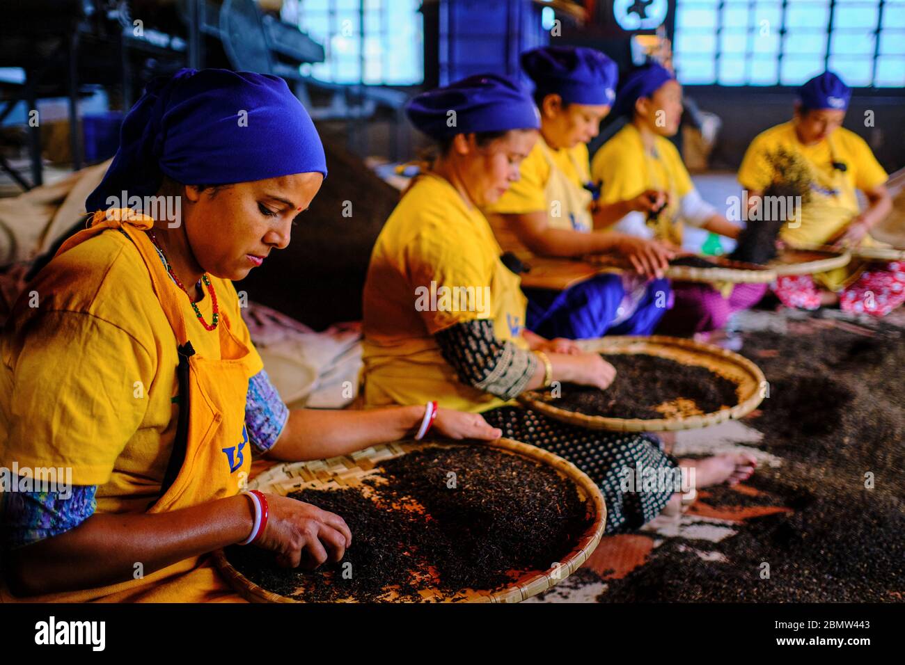 India, West Bengal, Darjeeling, Jogmaya Tea Estates Factory Stock Photo ...