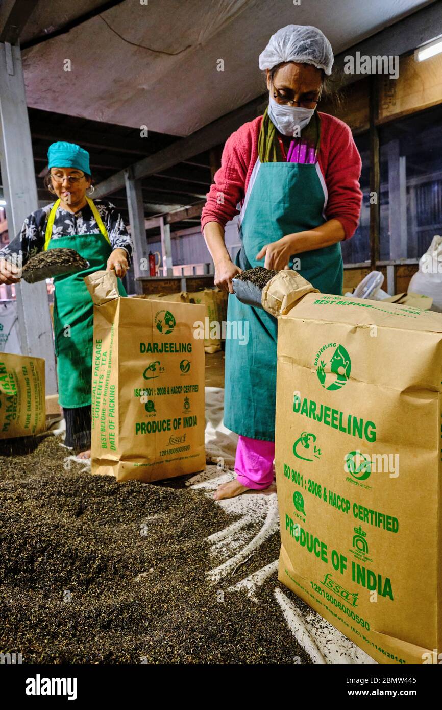 India, West Bengal, Darjeeling, Makaibari Tea Estates Factory Stock ...