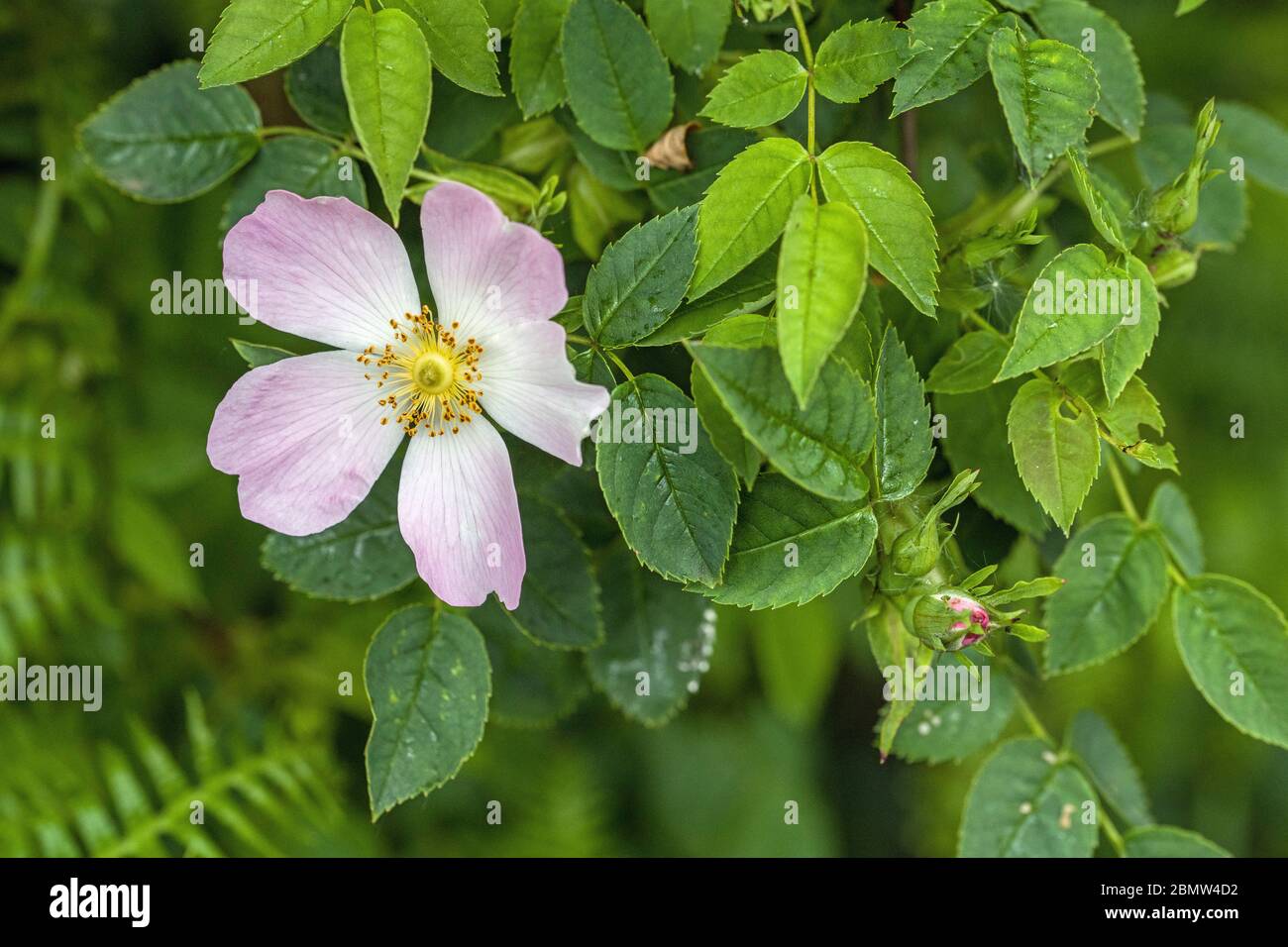 Rosa canina briar rose hi-res stock photography and images - Alamy