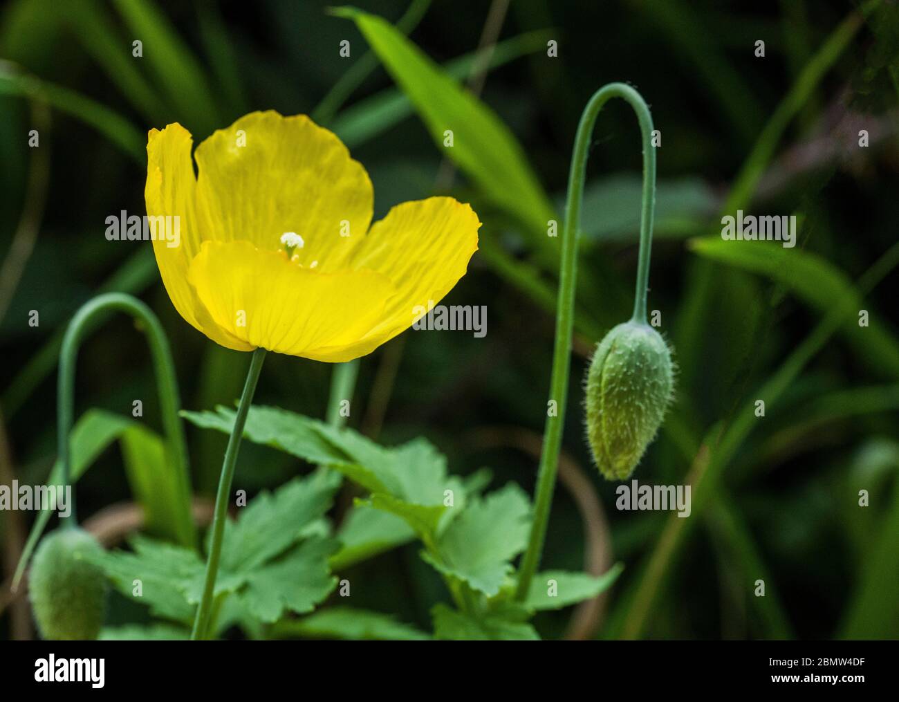 Welsh Poppy or Papaver cambricum in a hedge in Spring Stock Photo - Alamy