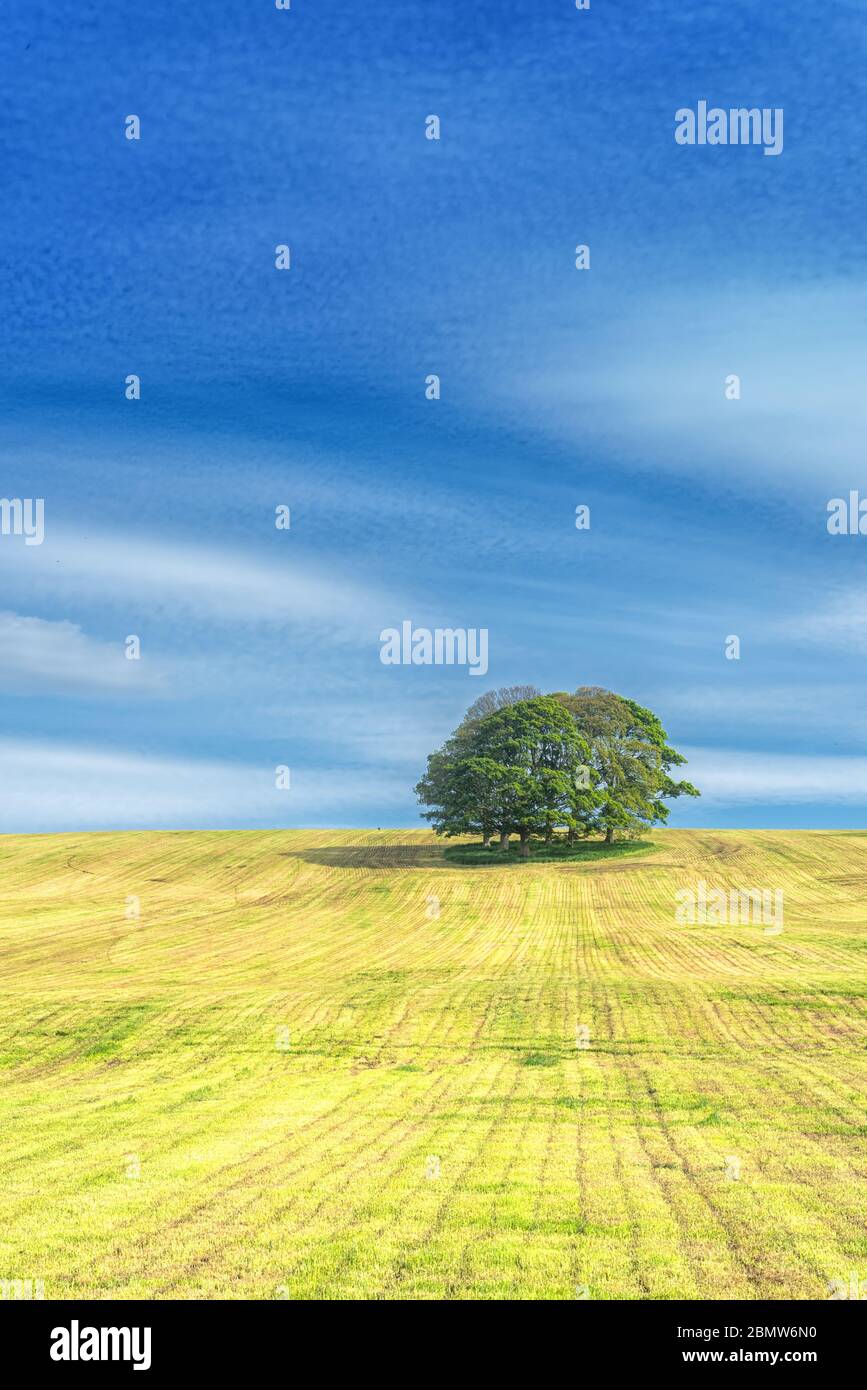 Copse of trees on a hill in a field with blue sky Stock Photo - Alamy
