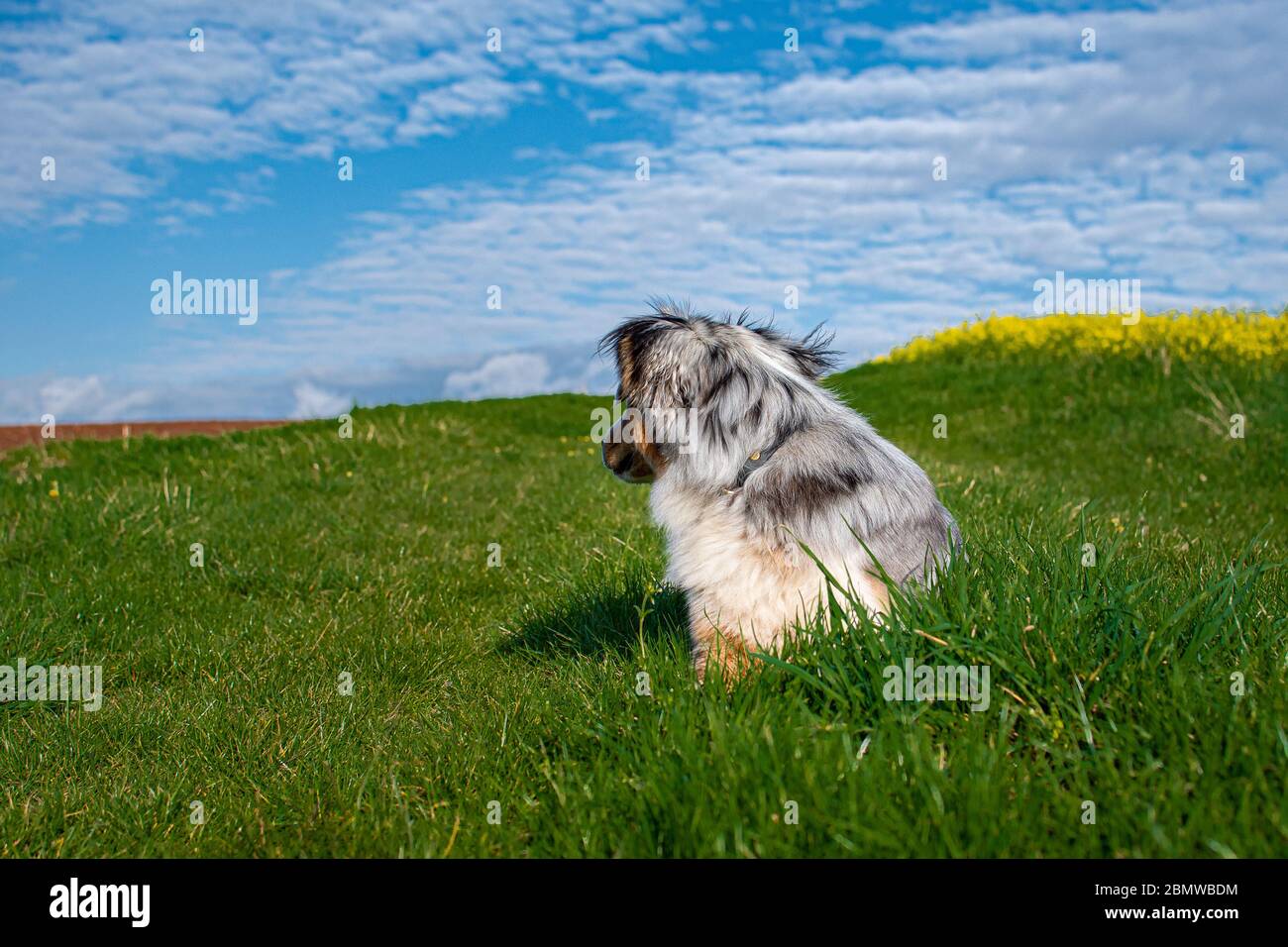Australian Shepherd on green gras infront of blue cloudy sky looking ...