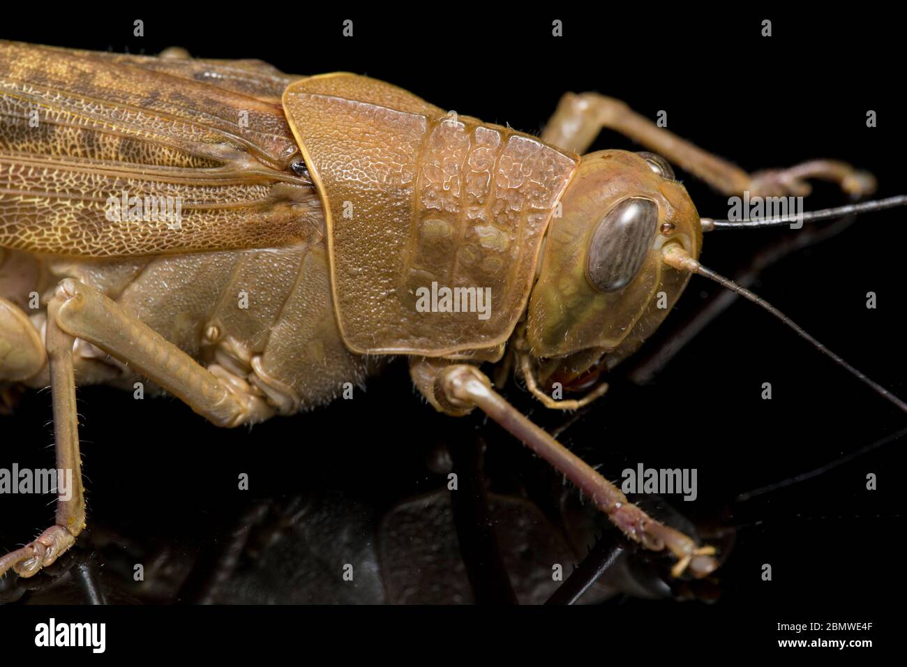 Javanese Grasshopper (Valanga nigricornis ) isolated on black ...