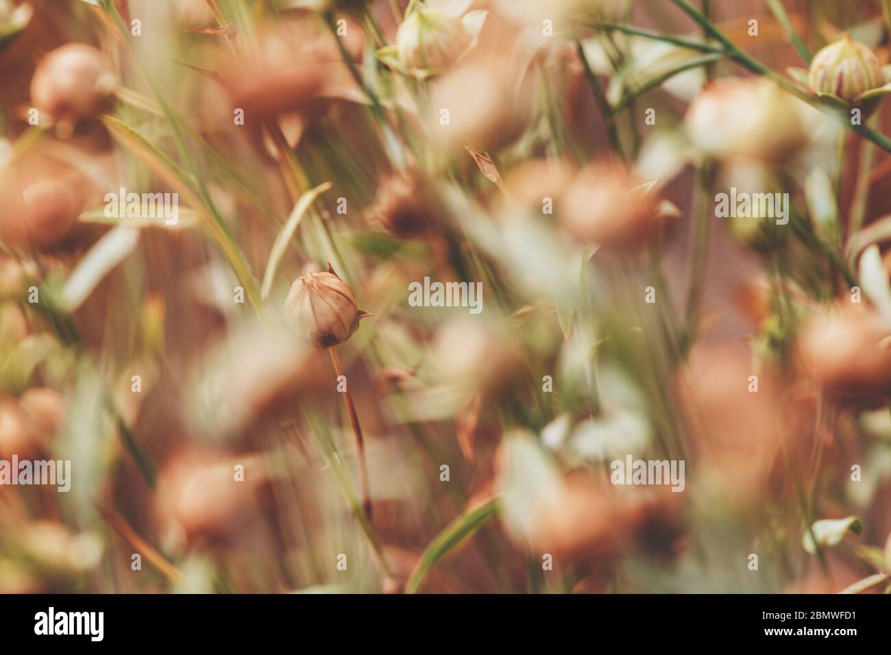 Linseed or common flax crop capsules close up in cultivated field ...