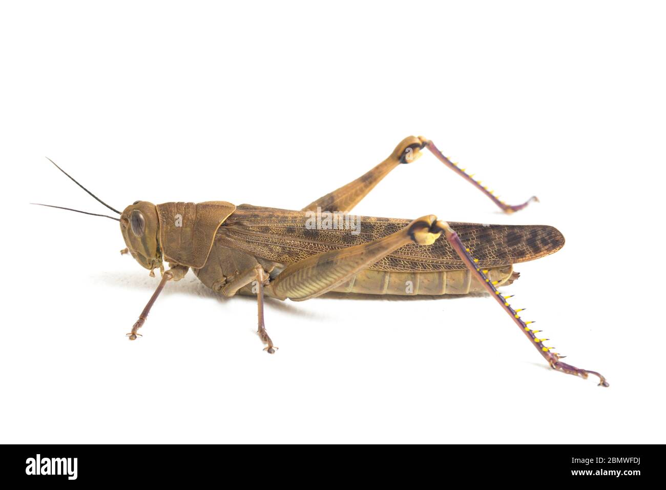 Javanese Grasshopper (Valanga nigricornis ) isolated on white ...