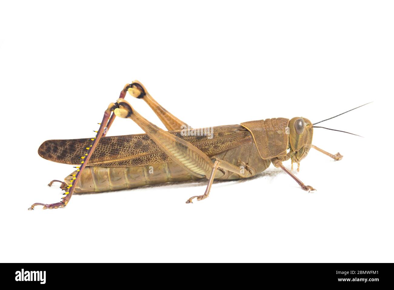 Javanese Grasshopper (Valanga nigricornis ) isolated on white ...