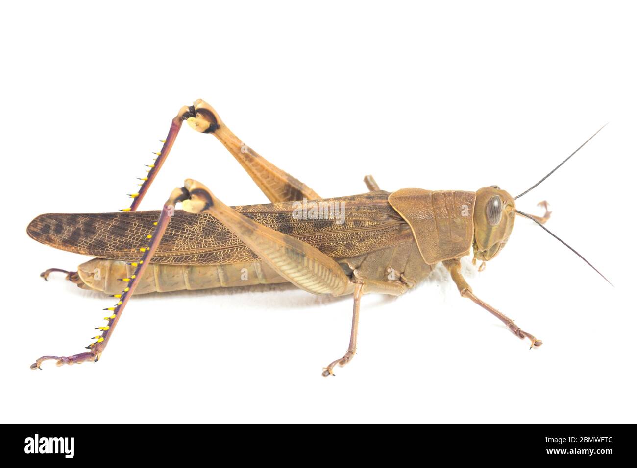 Javanese Grasshopper (Valanga nigricornis ) isolated on white ...
