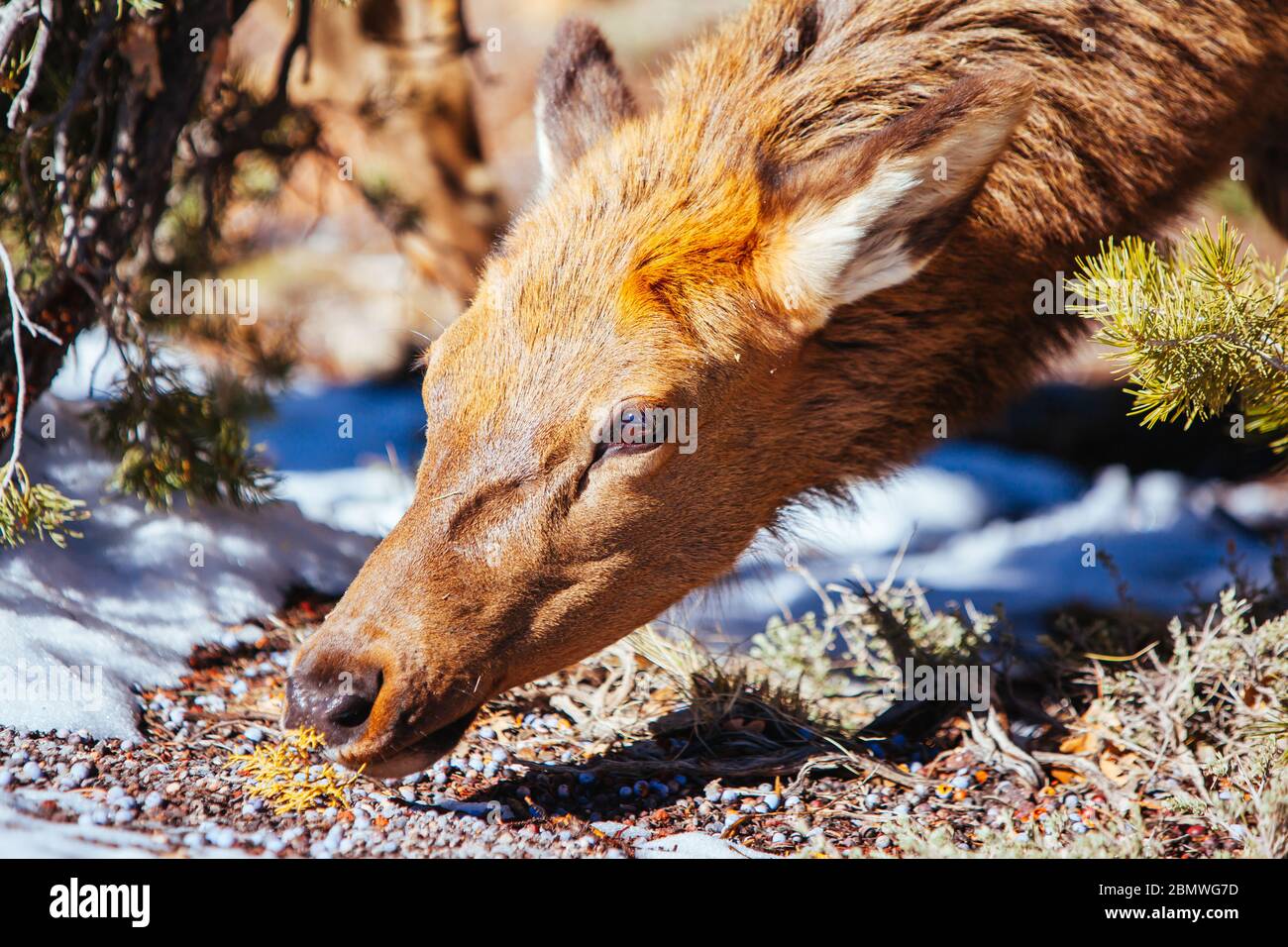 Wild Mule Deer in Arizona USA Stock Photo - Alamy