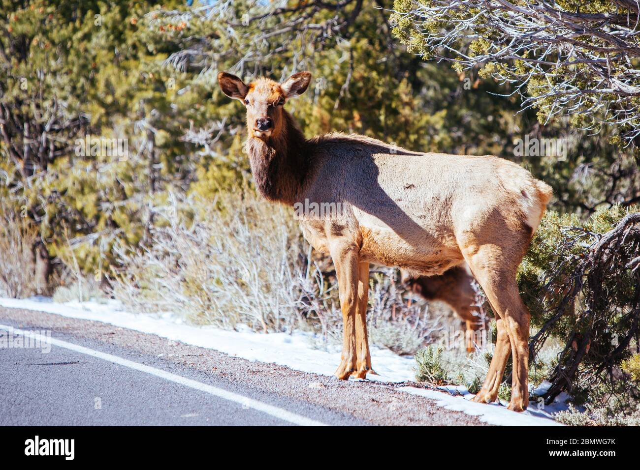 Wild Mule Deer in Arizona USA Stock Photo - Alamy