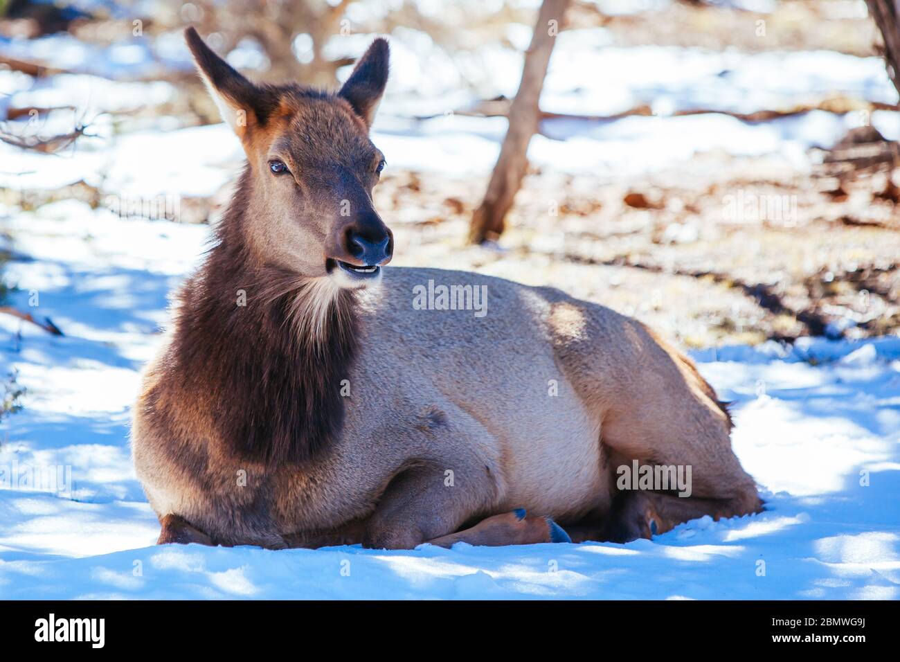Grand canyon mule deer hi-res stock photography and images - Alamy