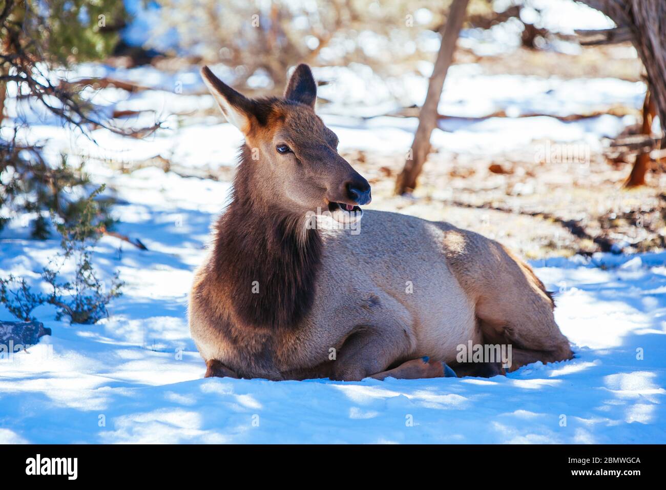 Grand canyon mule deer hi-res stock photography and images - Alamy