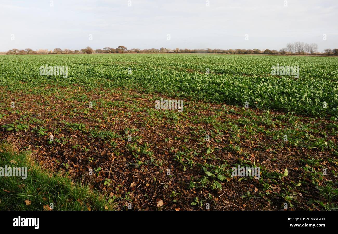 Rabbit damage to a young crop of oilseed rape. Coastal Plain, West ...