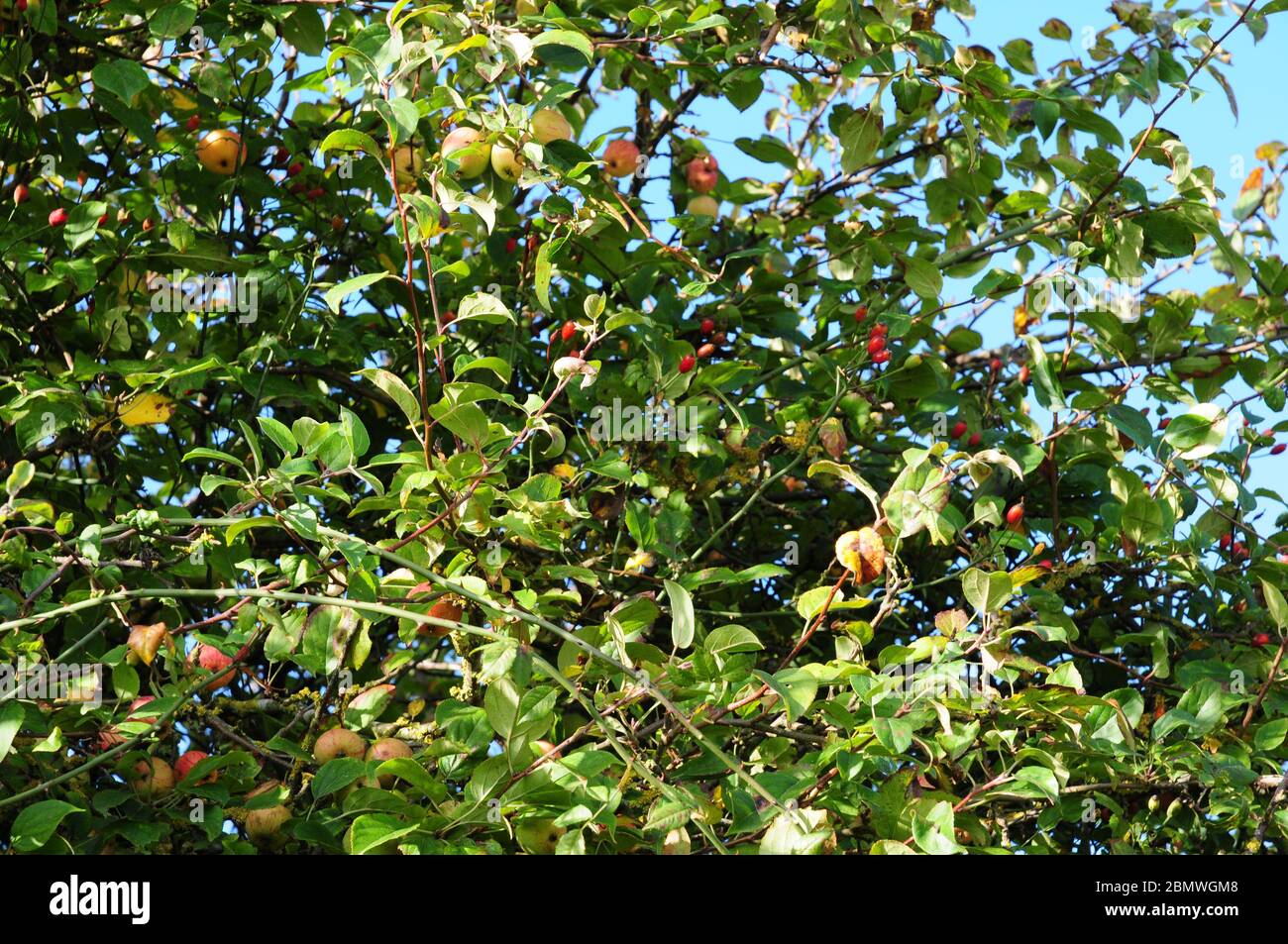 Wild apple tree hi-res stock photography and images - Alamy
