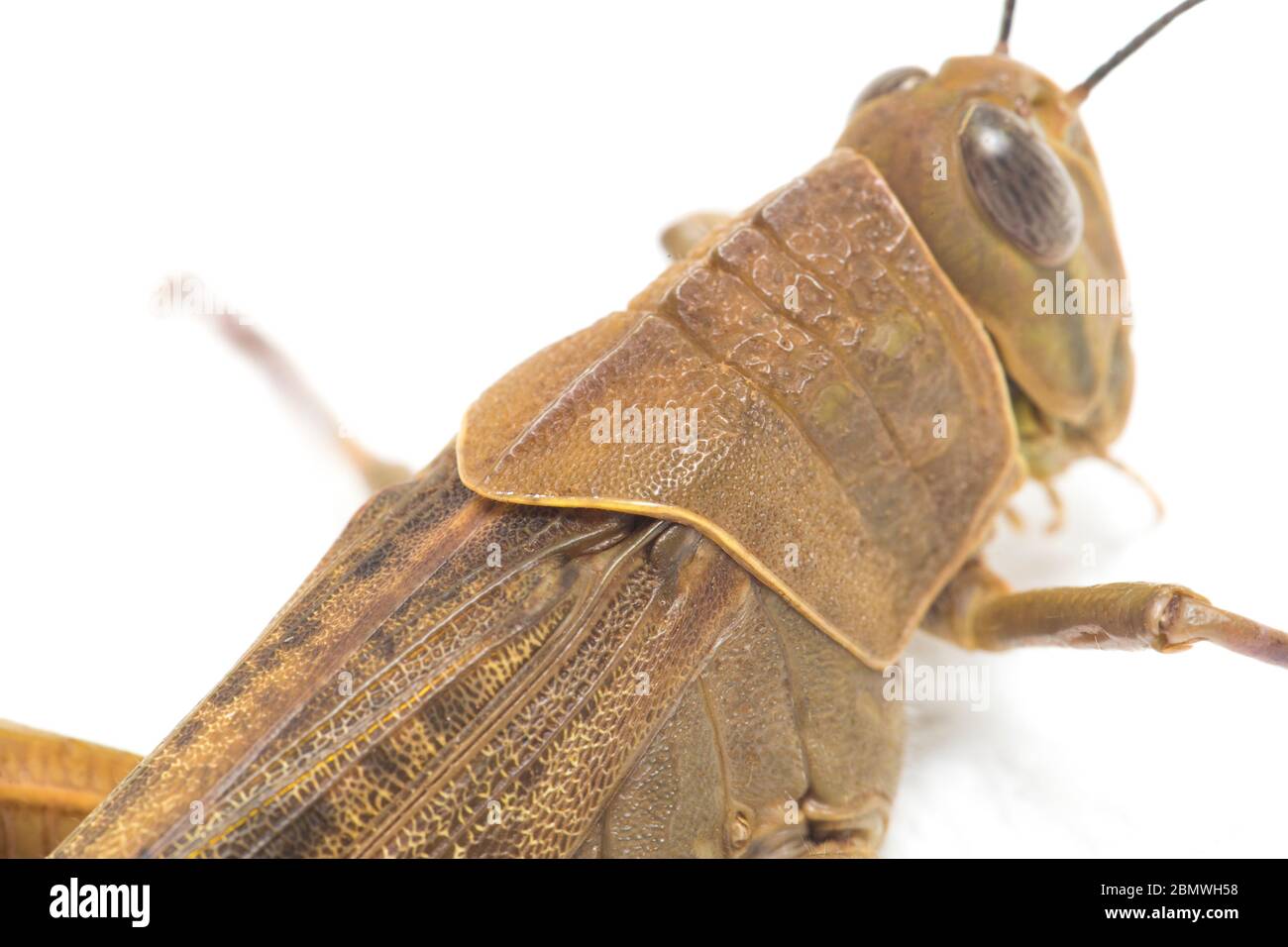 Javanese Grasshopper (Valanga nigricornis ) isolated on white ...