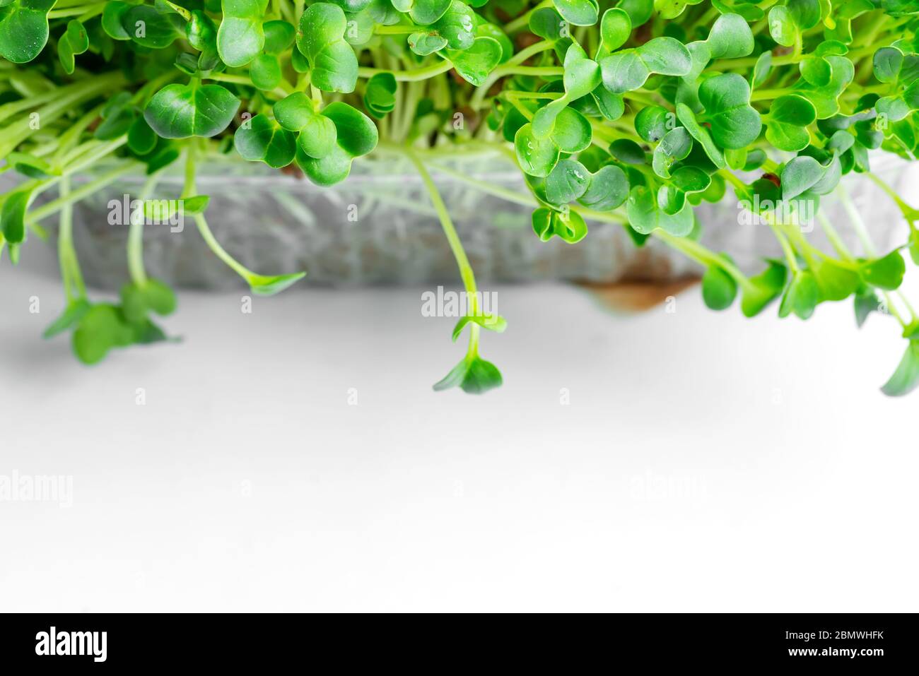 Natural organic microgreen home grown in a transparent container on a ...