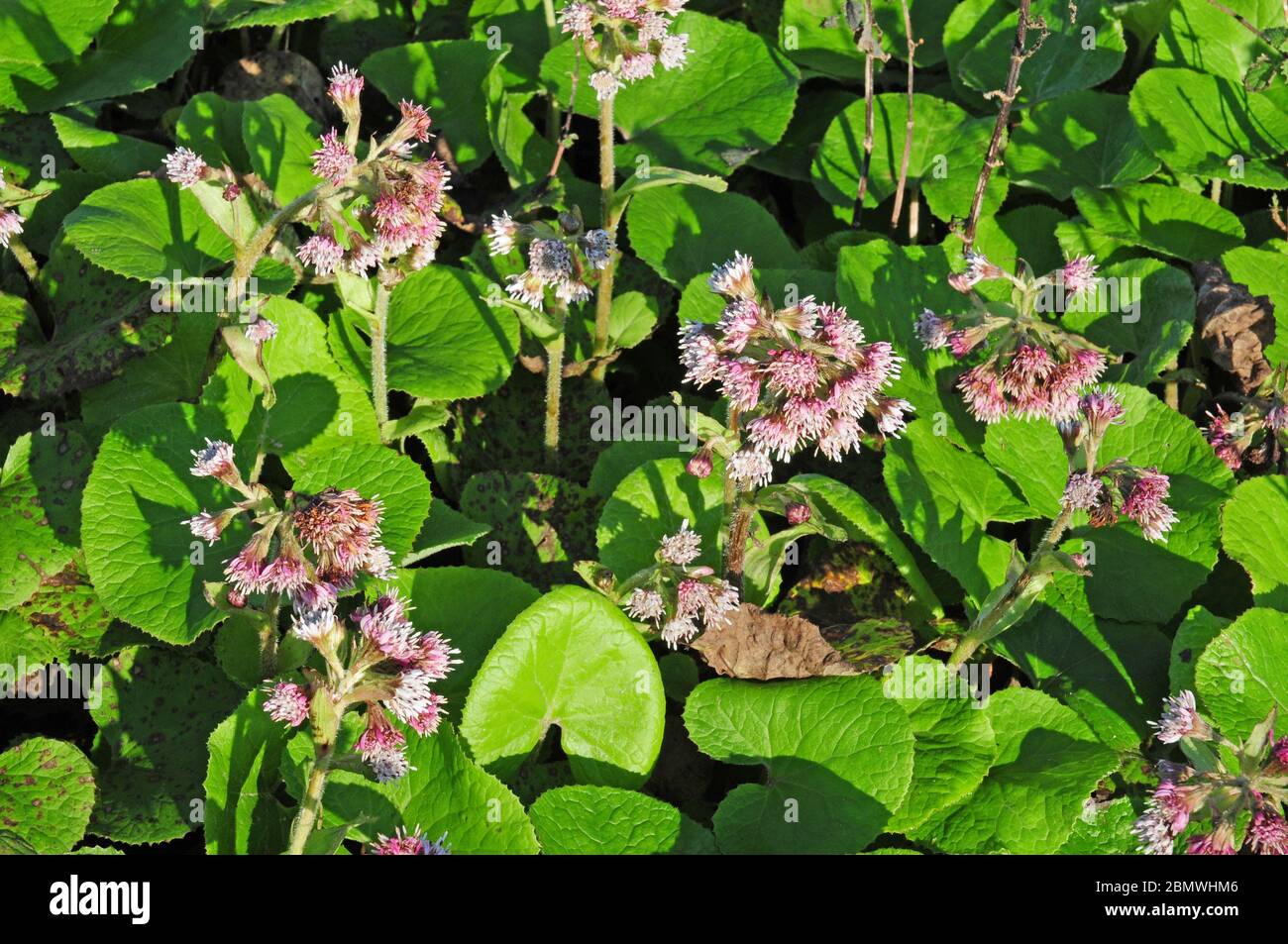 Winter Heliotrope. Petasites fragrans, in bloom Stock Photo - Alamy