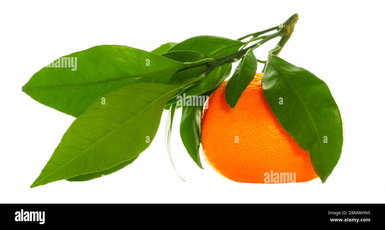 One fresh and juicy tangerine with green leaf isolated on a white ...