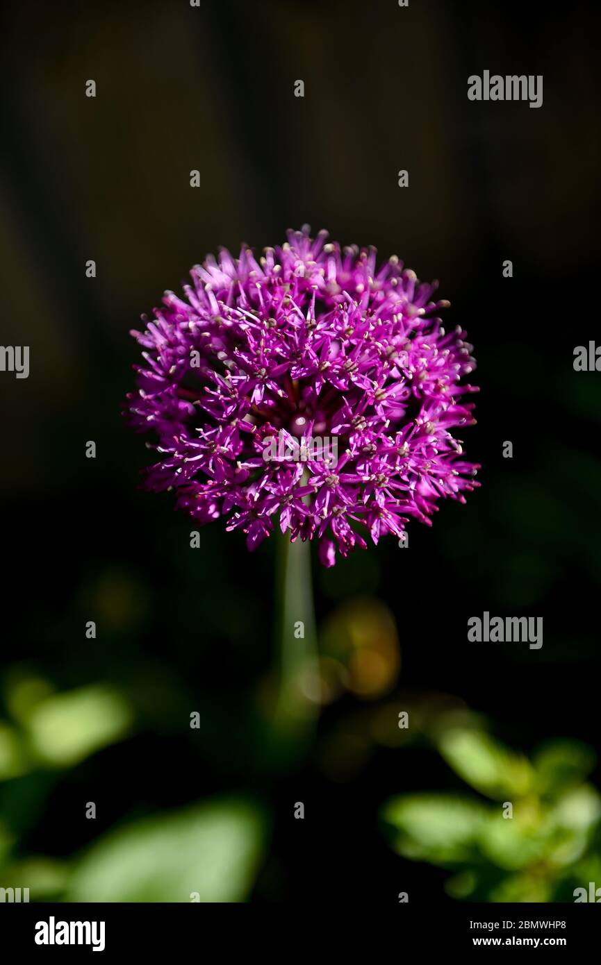 Allium hollandicum Purple Sensation garden plant sometimes known as ...