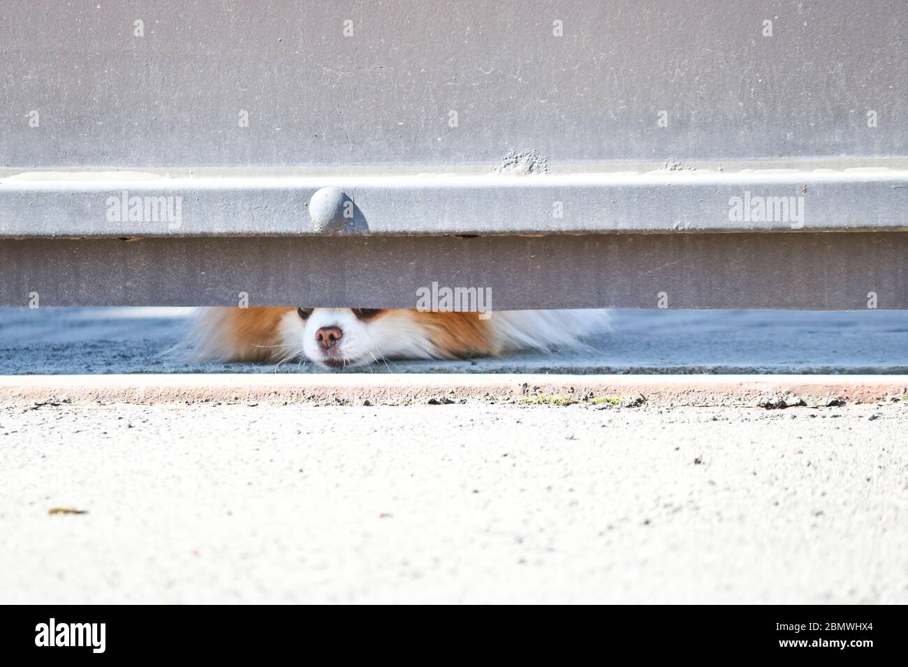 A small dog looks out from under the locked gate into the street and ...
