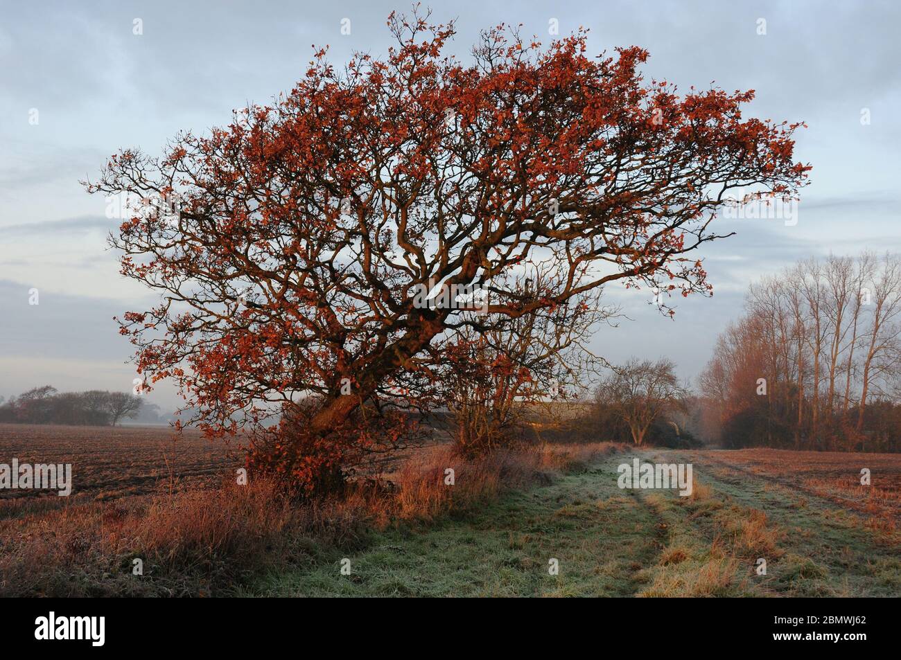 Sunrise on windblown Oak Tree Quercus robur. Slight frost. Early ...