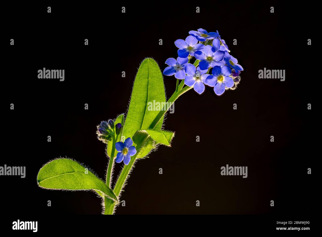 Chelsea flower show orange flowers hi-res stock photography and images ...