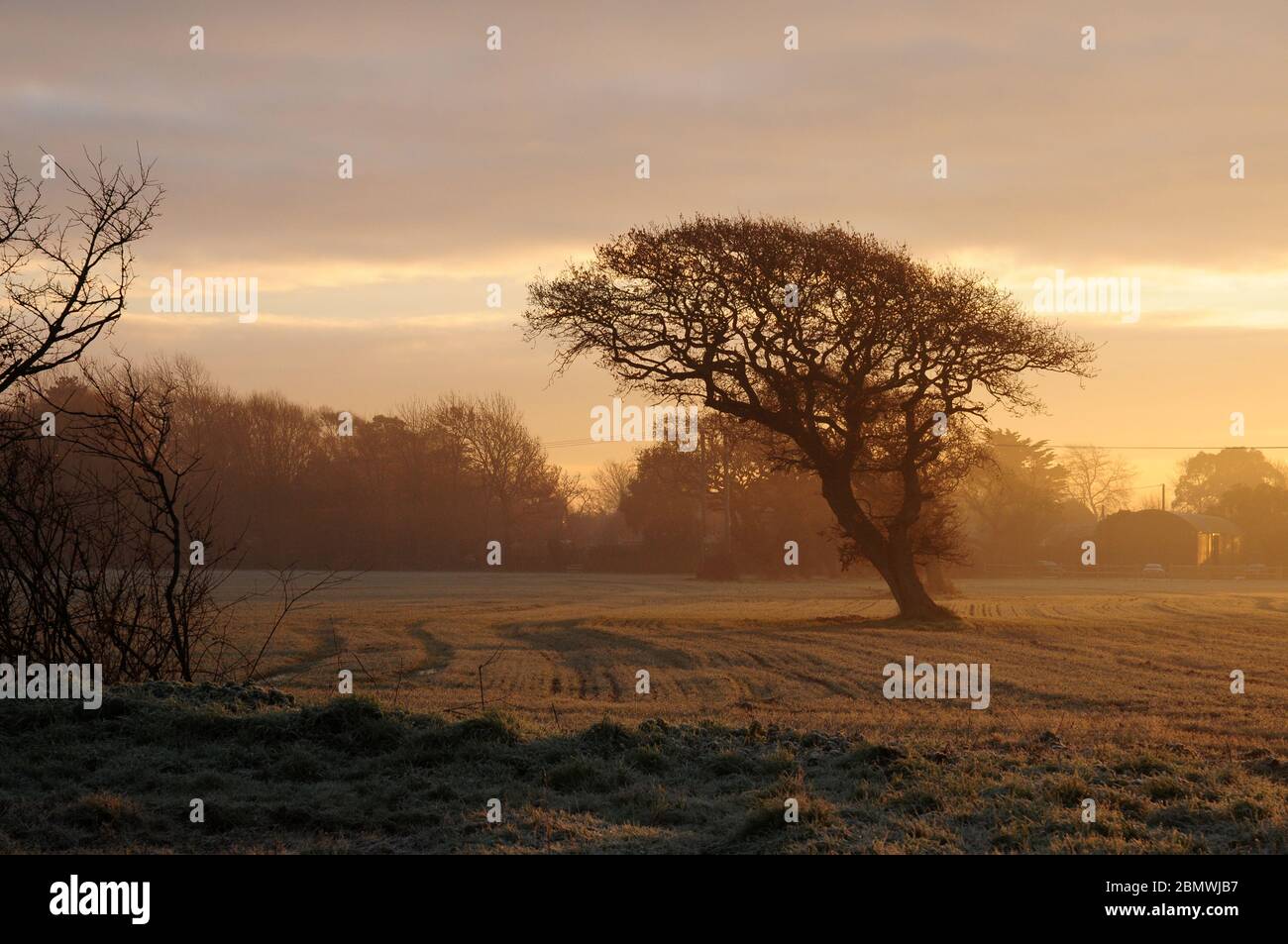 Early December sunrise. Windblown Oak tree. Quercus robur. Slight frost ...