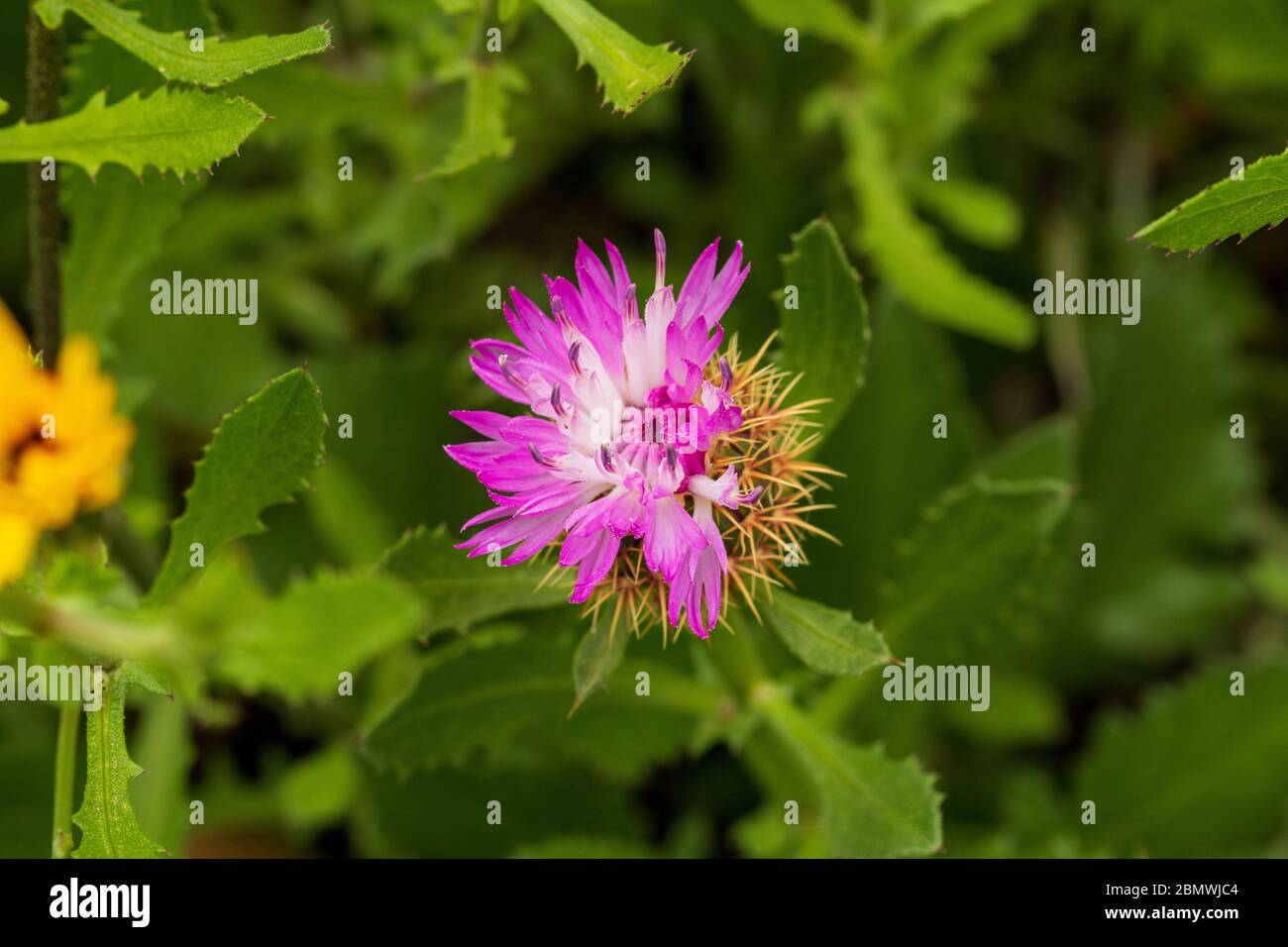 Knapweed Species High Resolution Stock Photography and Images - Alamy