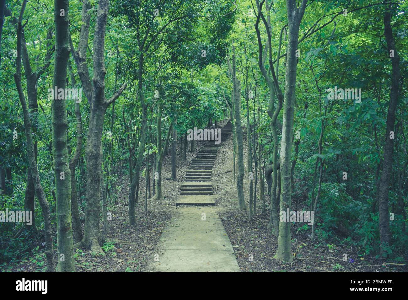 Pathway to jungle hi-res stock photography and images - Alamy