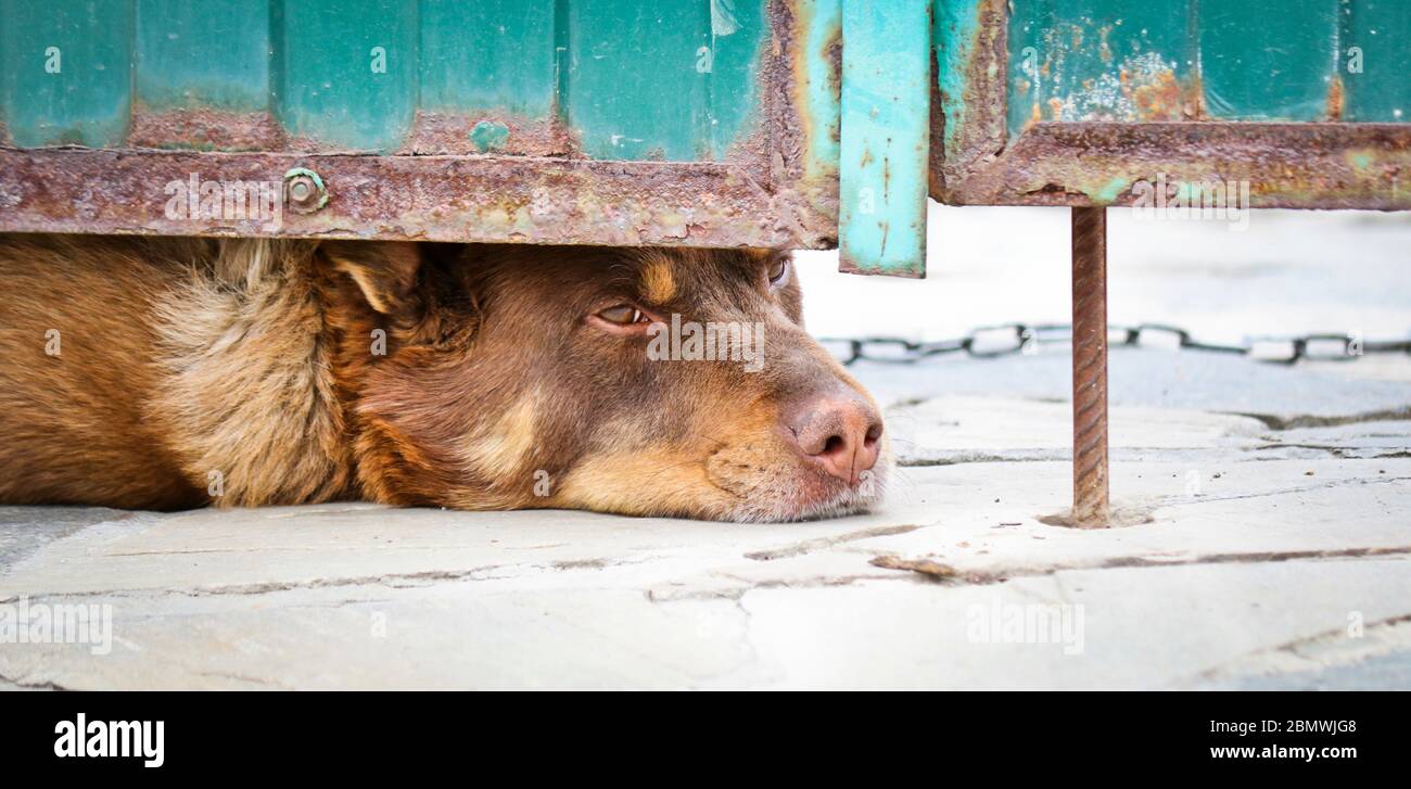 A sad guard dog on a chain peeks out from under the entrance gate ...