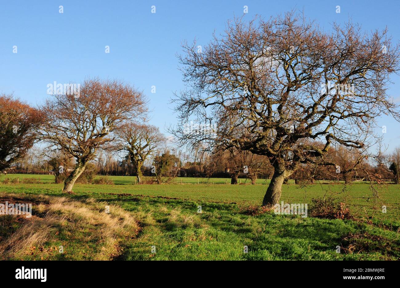 Windblown oak trees, Quercus robur, in the winter. Footpath. Coastal ...