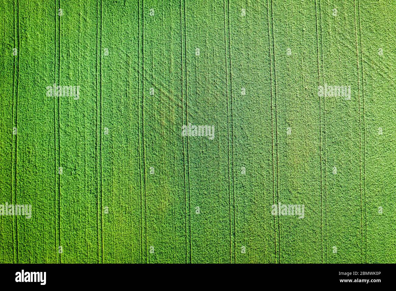 Top down view of green field in spring Stock Photo - Alamy