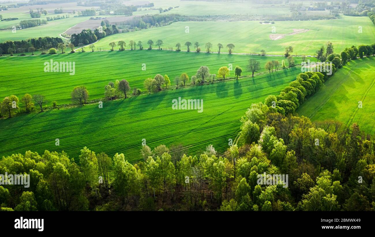 Aerial view of green field and trees at sunrise Stock Photo - Alamy