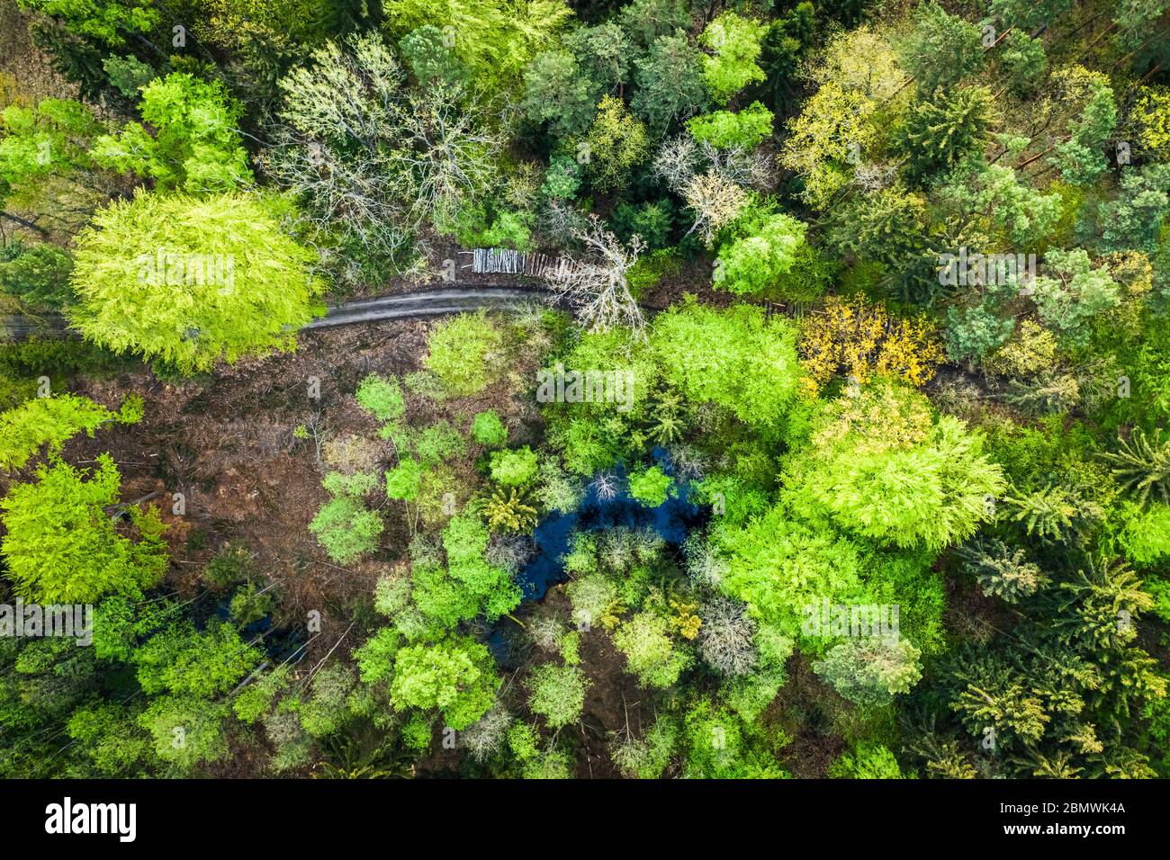 Aerial view of green trees in early spring Stock Photo - Alamy