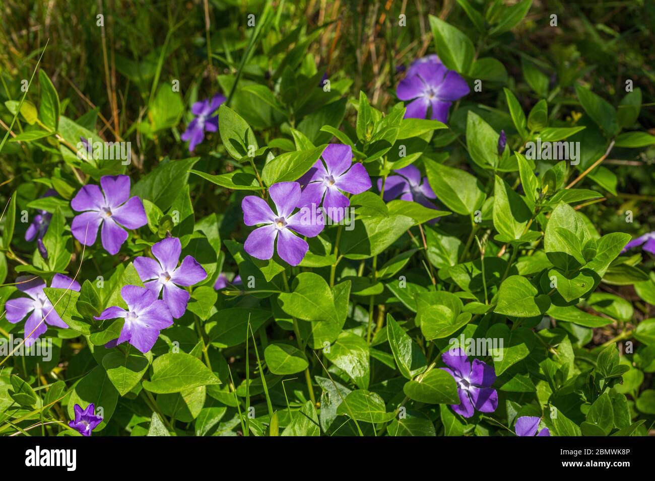Major invasive weed hi-res stock photography and images - Alamy