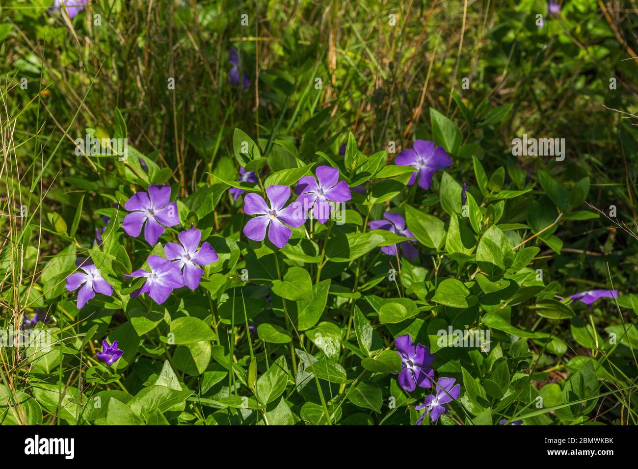 Vinca major, Periwinkle Flower Stock Photo - Alamy