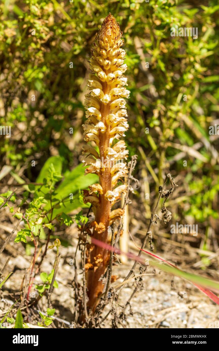 Orobanche, Parasitic Broomrape Plant Stock Photo - Alamy