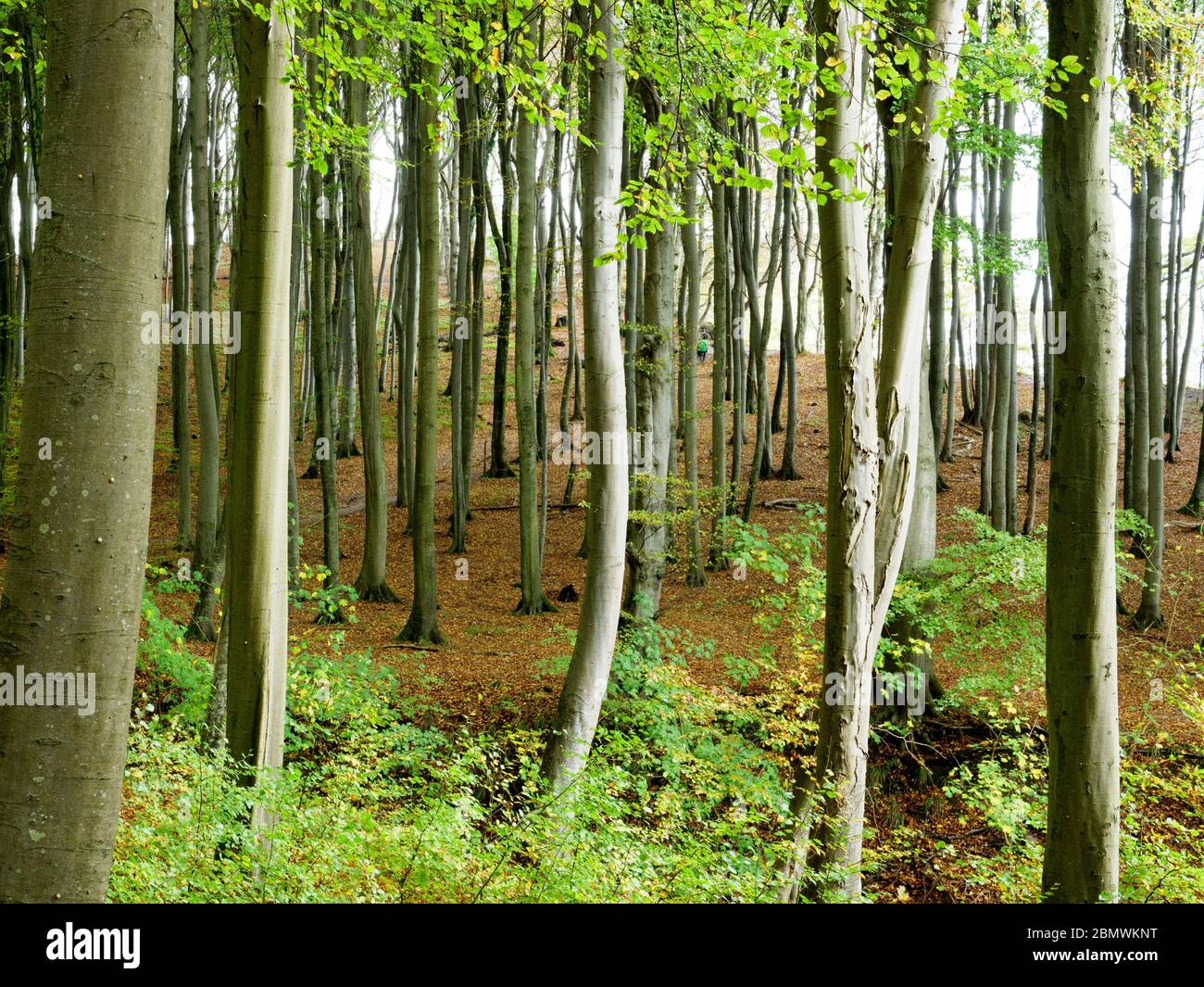 Buchenwalder hi-res stock photography and images - Alamy