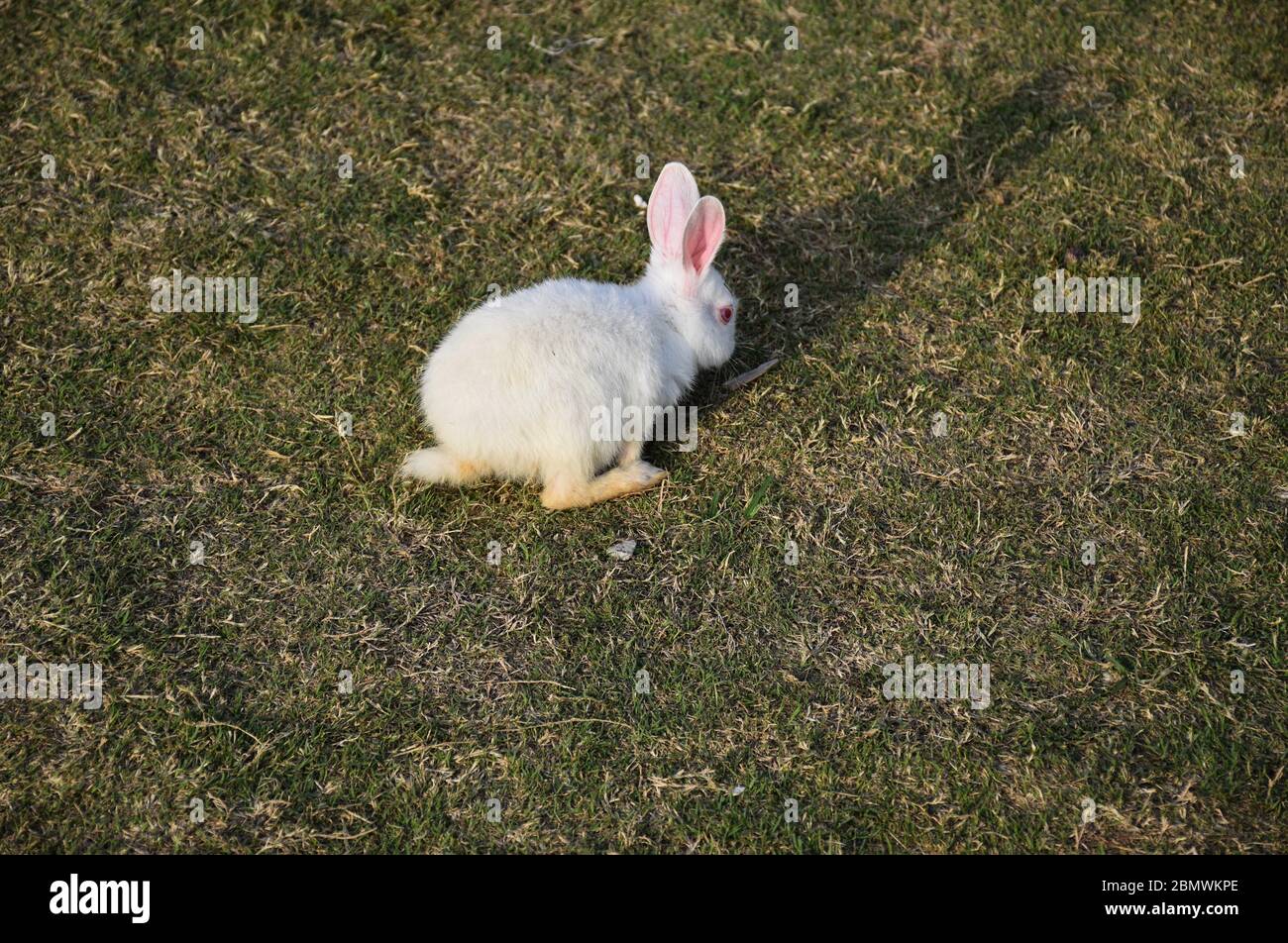A White rabbit in park Stock Photo - Alamy