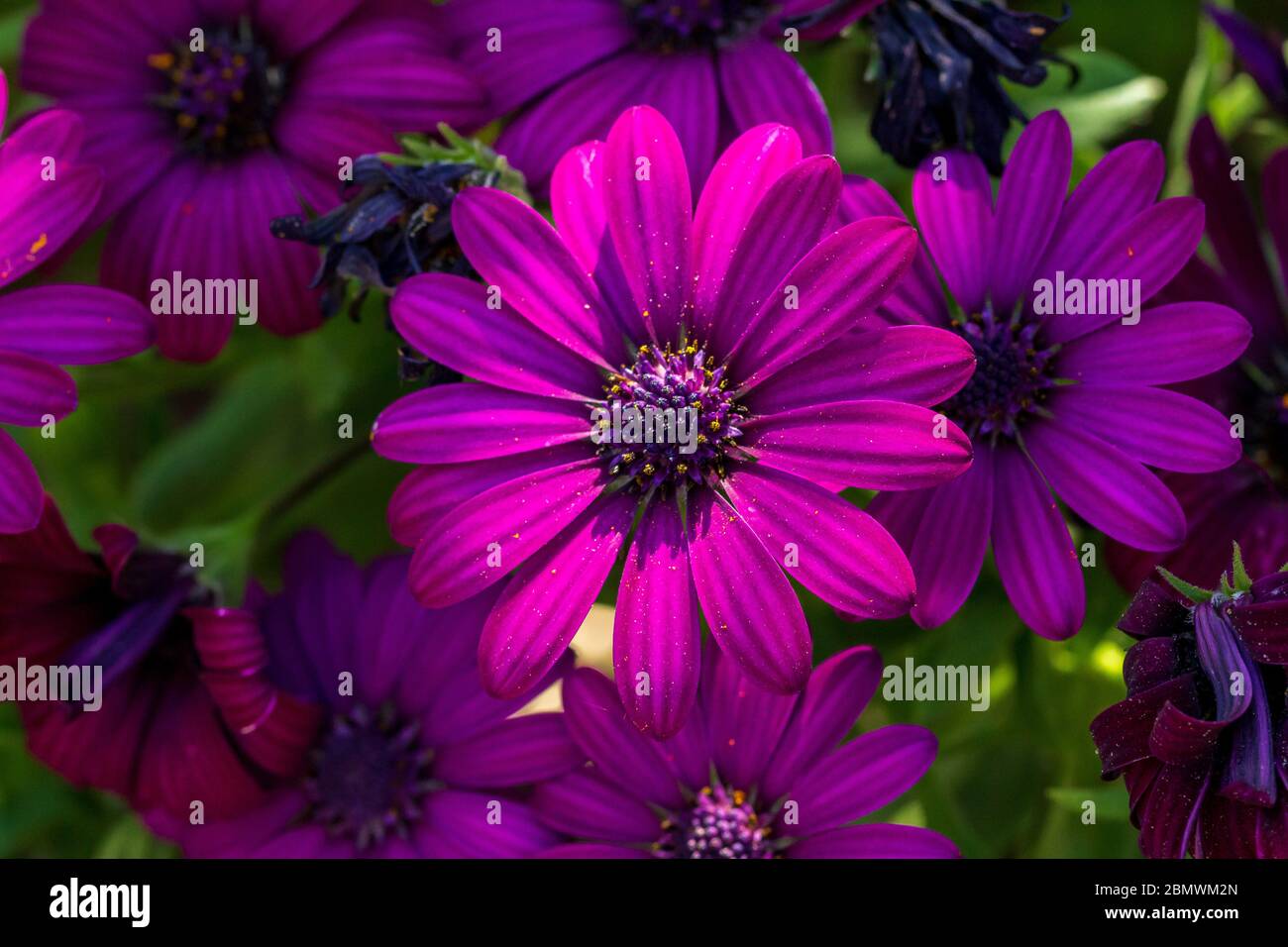 Dimorphotheca, South African daisy Flower Stock Photo - Alamy