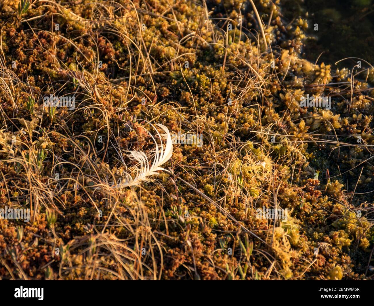 wild swamp image with bog vegetation, background image Madiesenu bog ...
